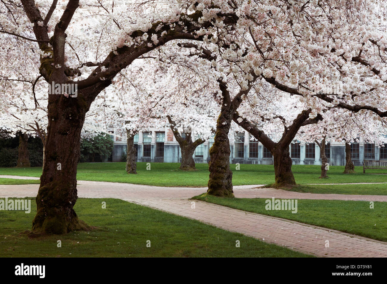 Yoshino cherry tree hi-res stock photography and images - Alamy