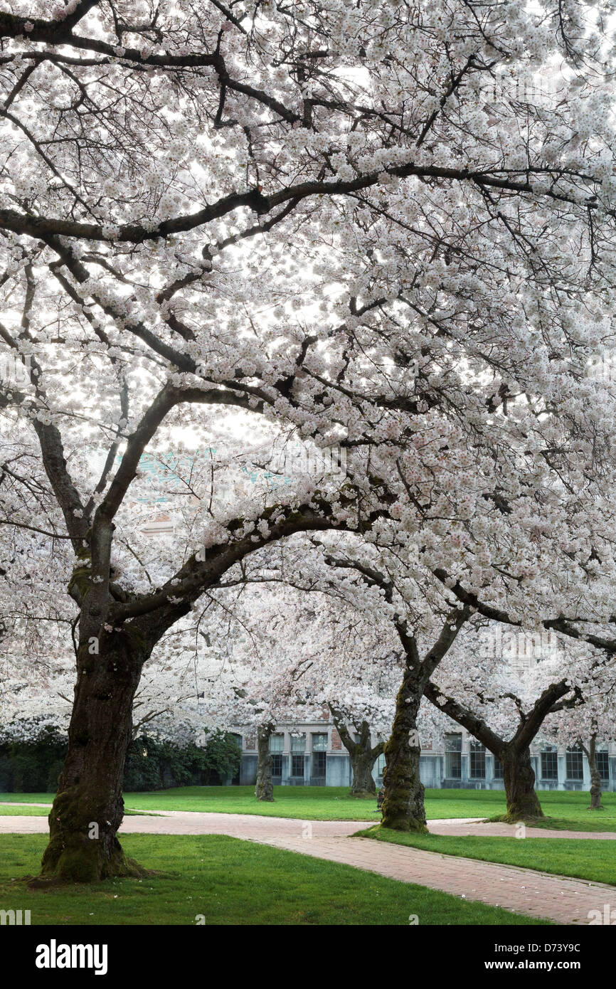 The quad university of washington hi-res stock photography and images ...