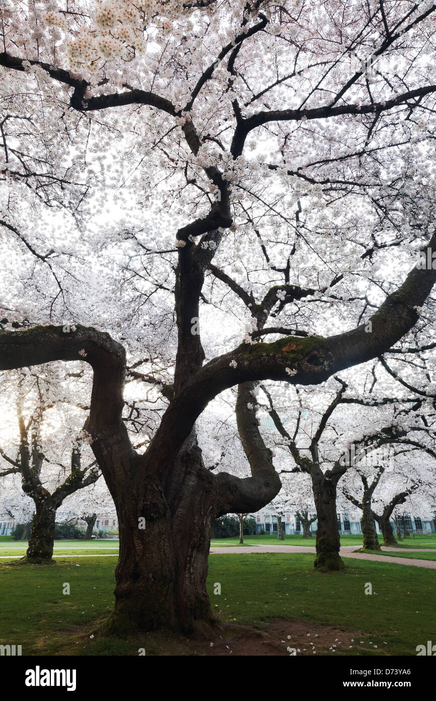 Blooming Yoshino cherry trees, Liberal Arts Quad, University of ...