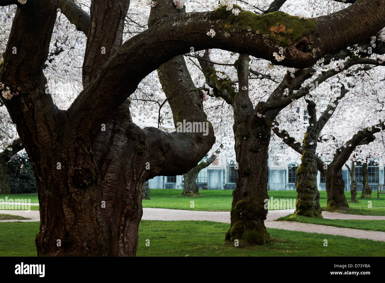 Blooming Yoshino cherry trees, Liberal Arts Quad, University of ...
