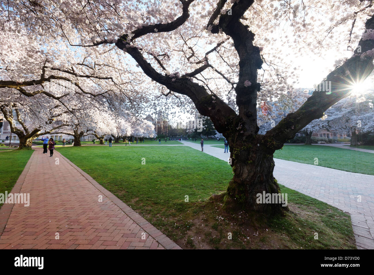 The quad university of washington hi-res stock photography and images ...
