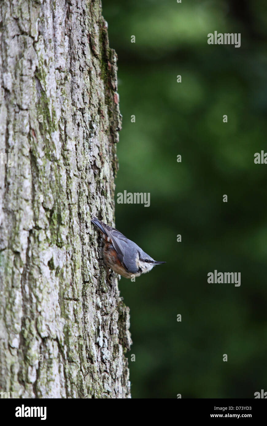 Nuthatch On Tree High Resolution Stock Photography and Images - Alamy