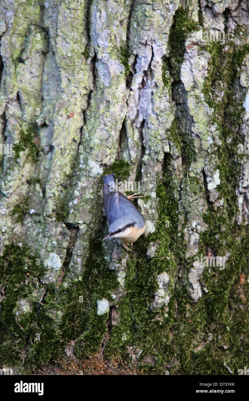 Nuthatch on tree hi-res stock photography and images - Alamy