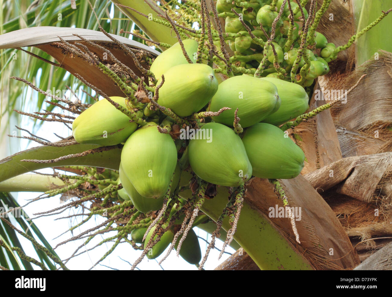 fresh coconut on the tree Stock Photo - Alamy