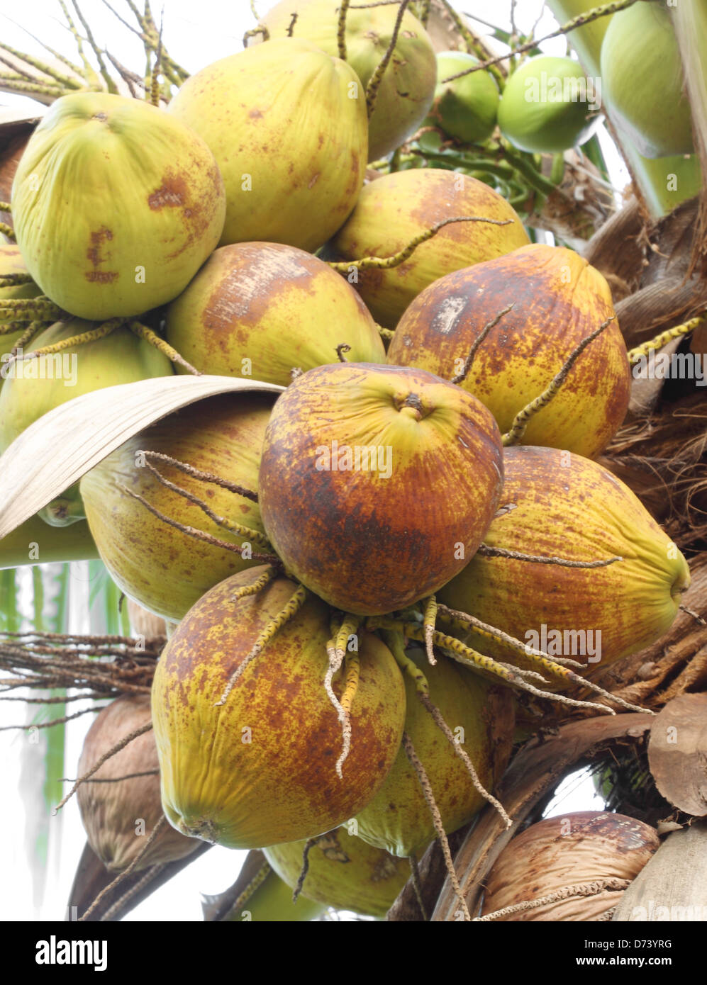 old coconut on the tree Stock Photo - Alamy