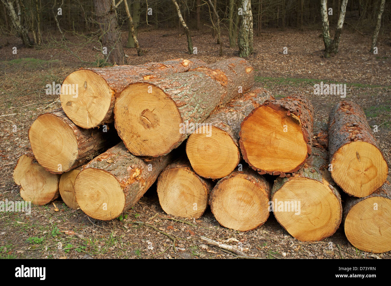 Timber logs, Upper Hollesley Common, Suffolk, UK Stock Photo - Alamy
