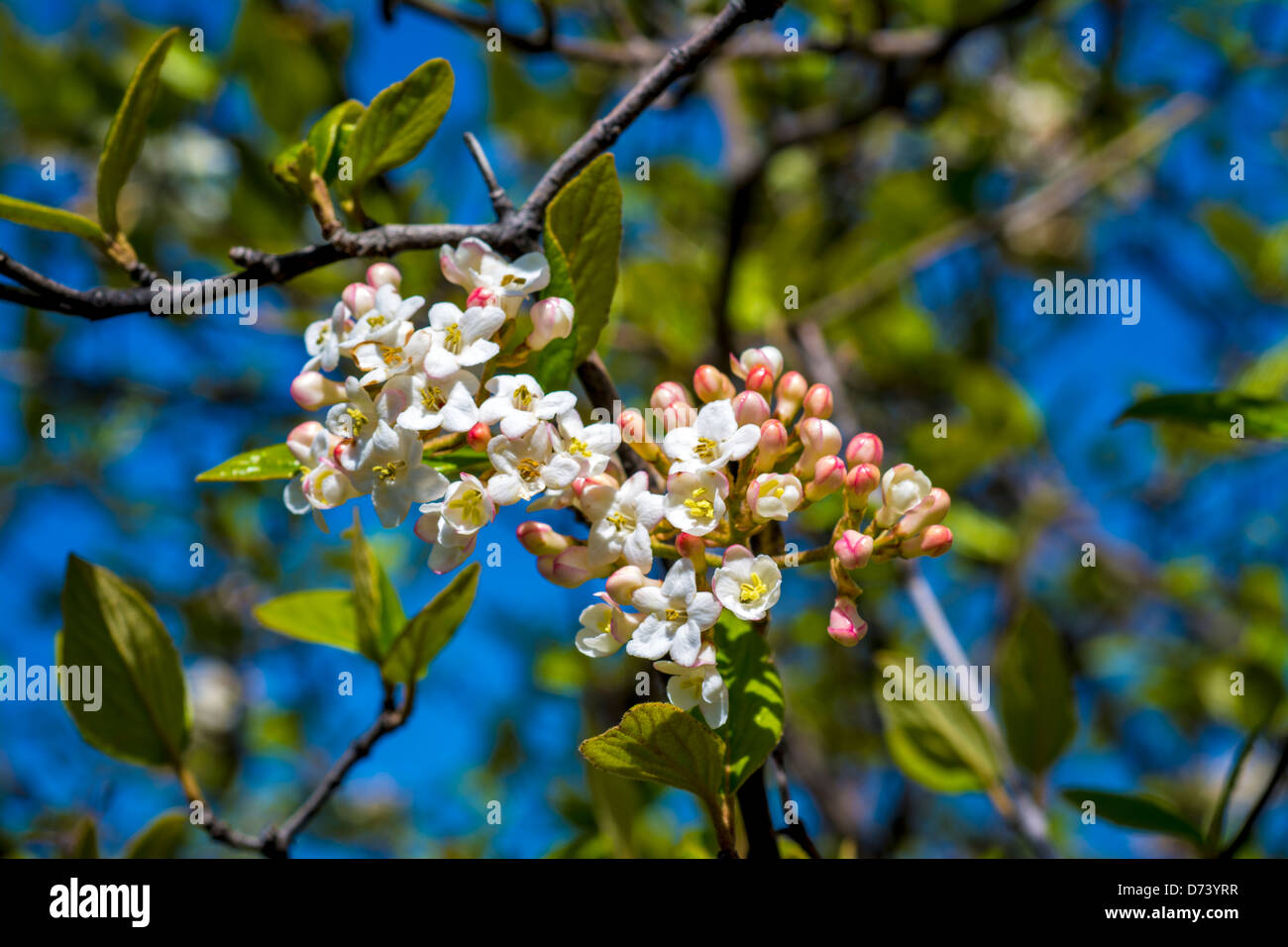 Flowers grow on the limb of a tree in spring Stock Photo - Alamy