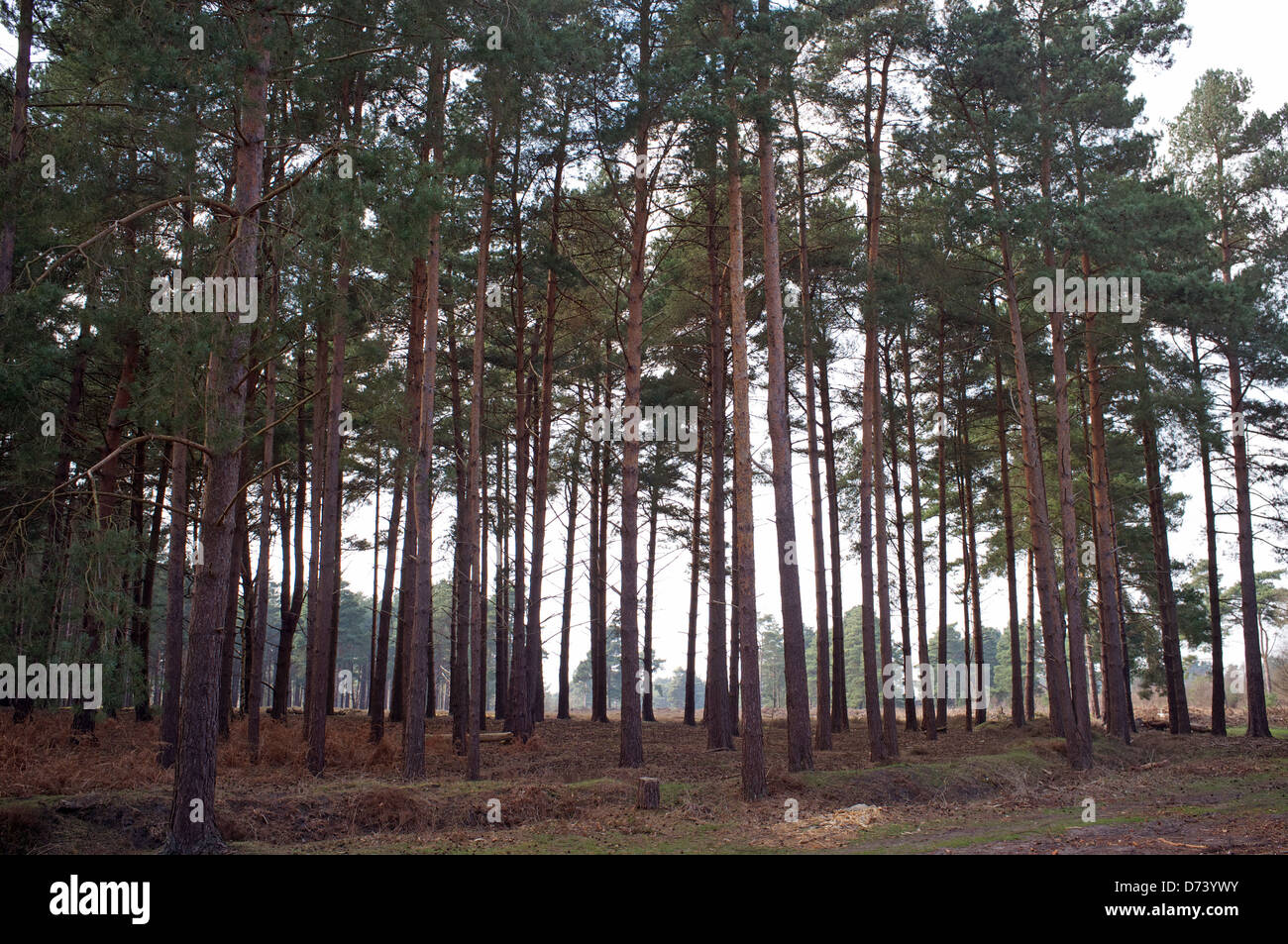 Woodland, Upper Hollesley Common, Suffolk, UK Stock Photo - Alamy
