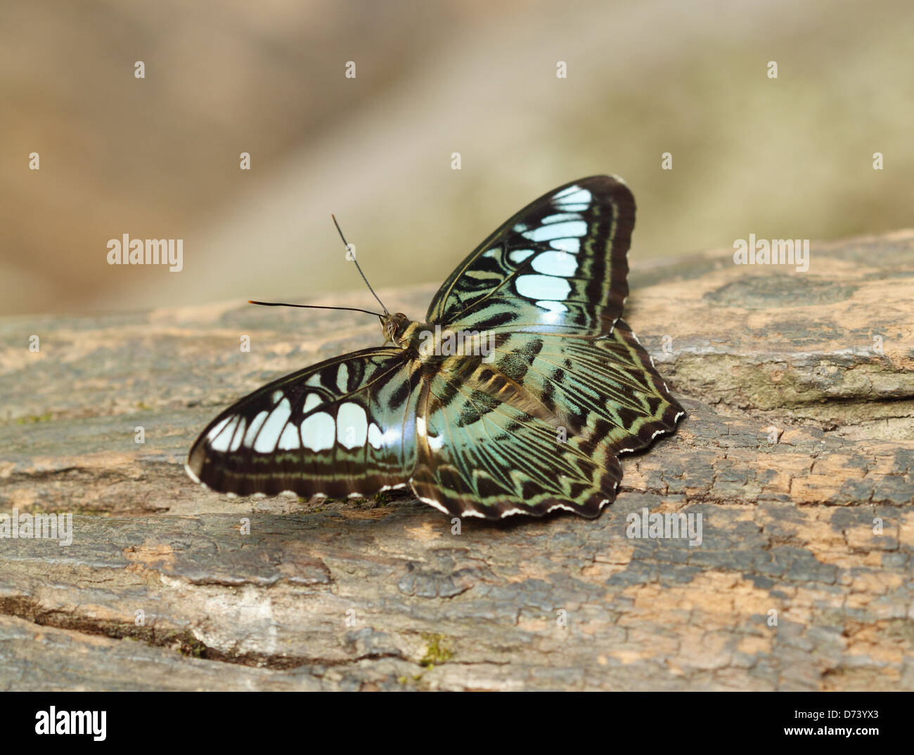 clipper butterfly ( parthenos sylvia) resting on a wood Stock Photo - Alamy
