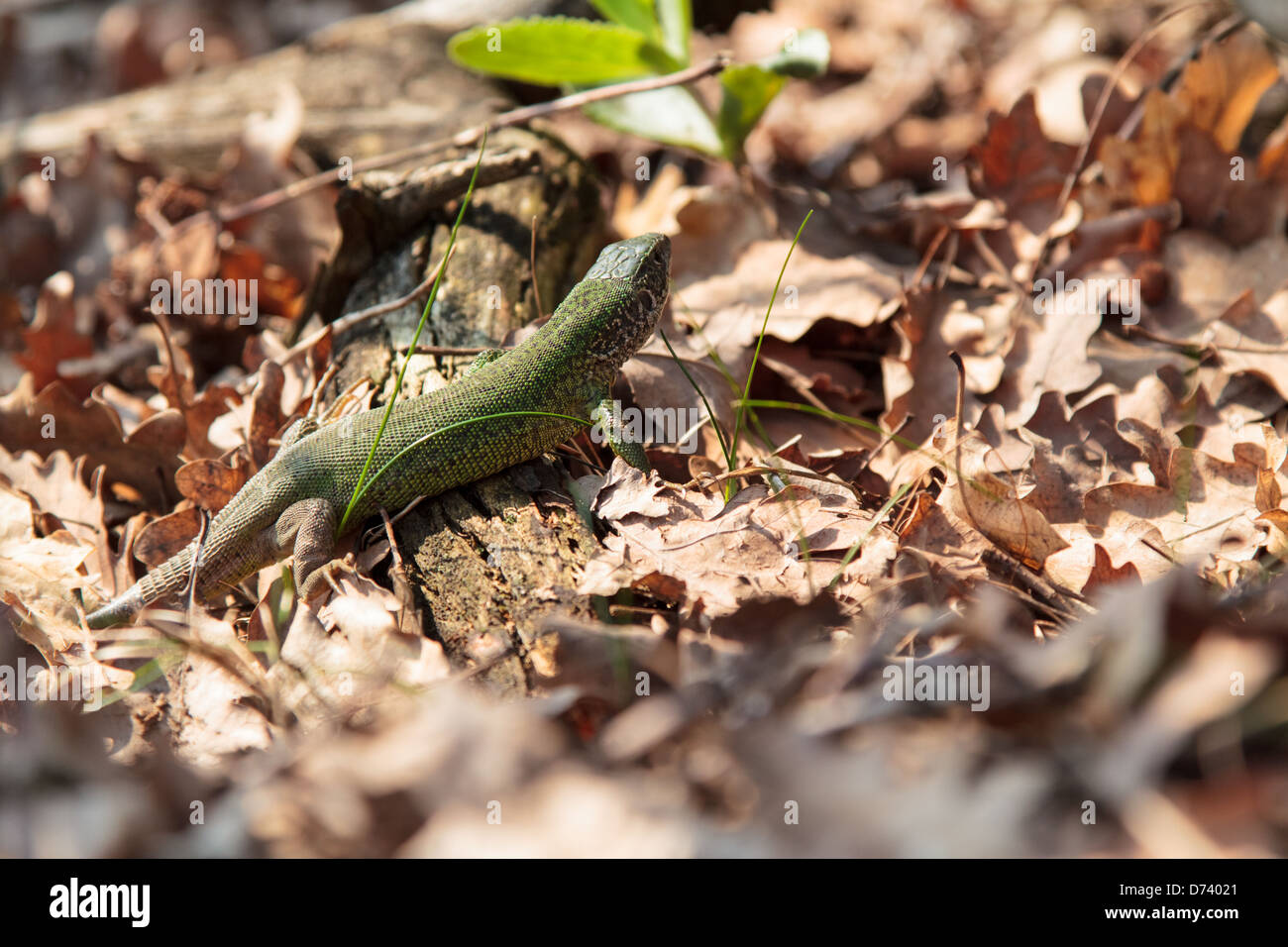 A western green lizard in the woods Stock Photo - Alamy