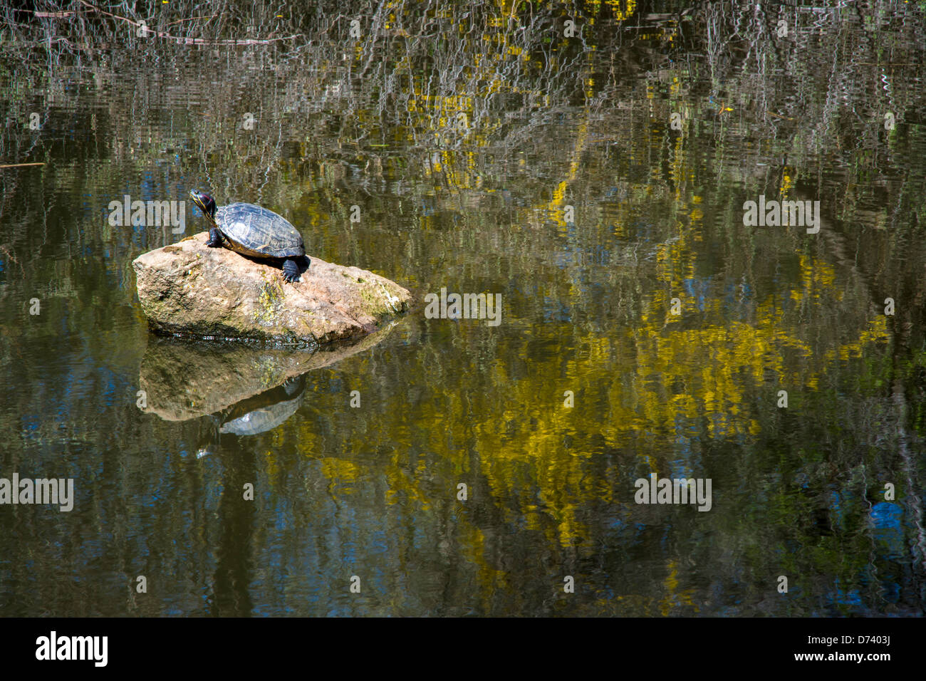 Turtle in the sun on a rock in water Stock Photo - Alamy