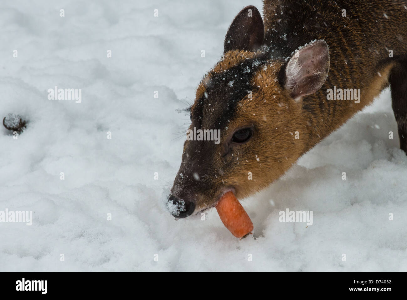 Muntjac deer uk winter hi-res stock photography and images - Alamy