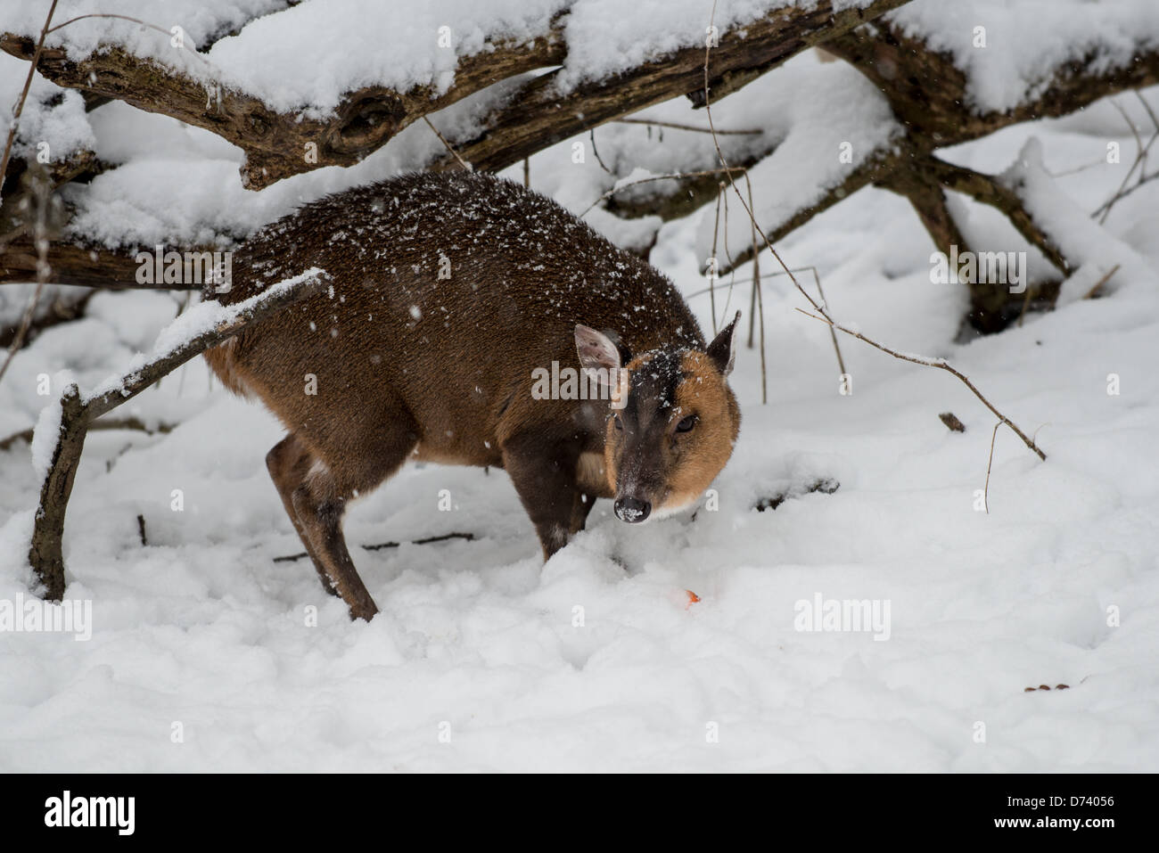 Muntjac deer eating in snow covered woodland Stock Photo - Alamy