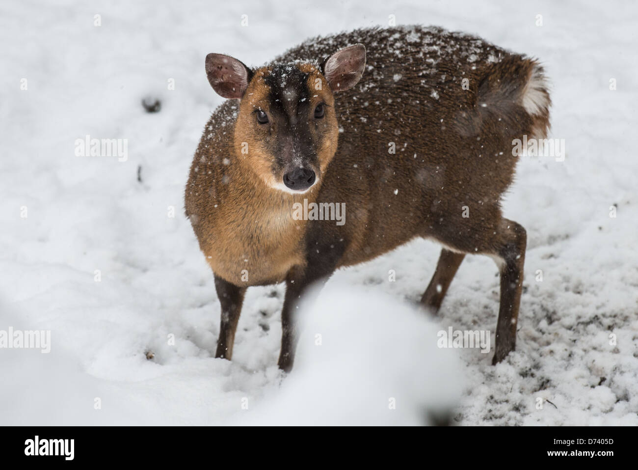 Muntjac deer cold doe hi-res stock photography and images - Alamy