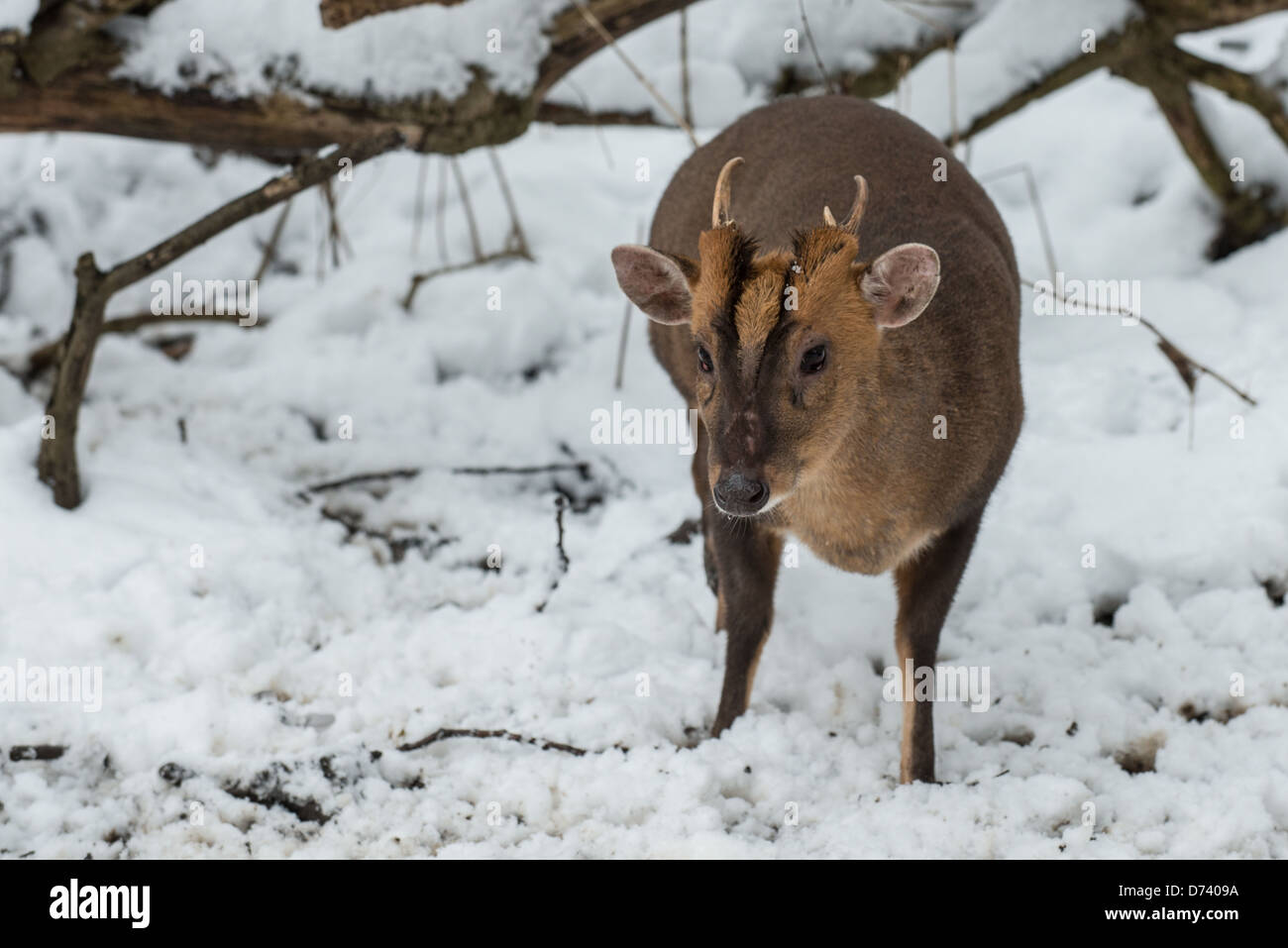 Muntjac deer eating in snow covered woodland Stock Photo - Alamy