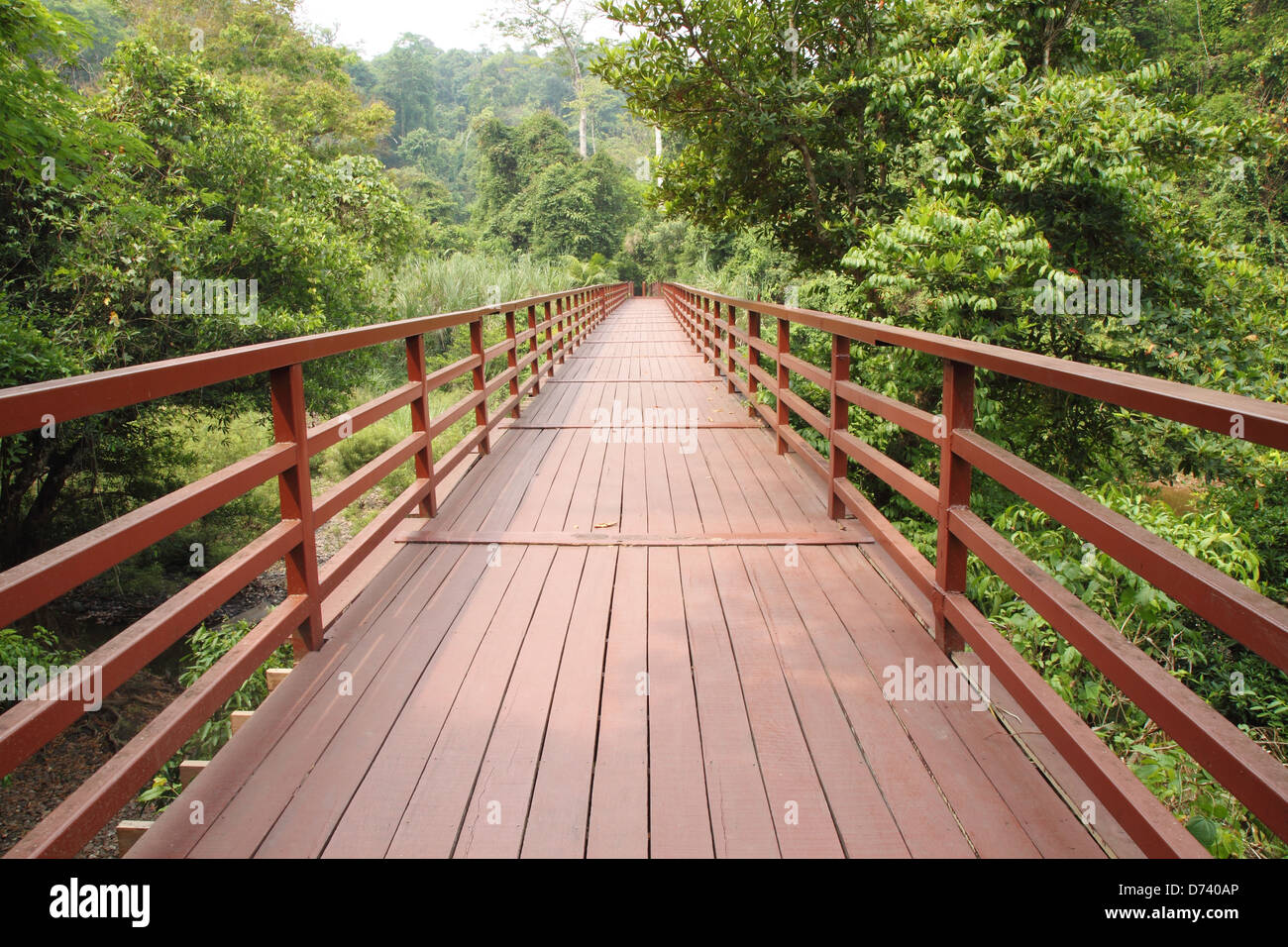 Rain rainforest bridge wood hi-res stock photography and images - Alamy