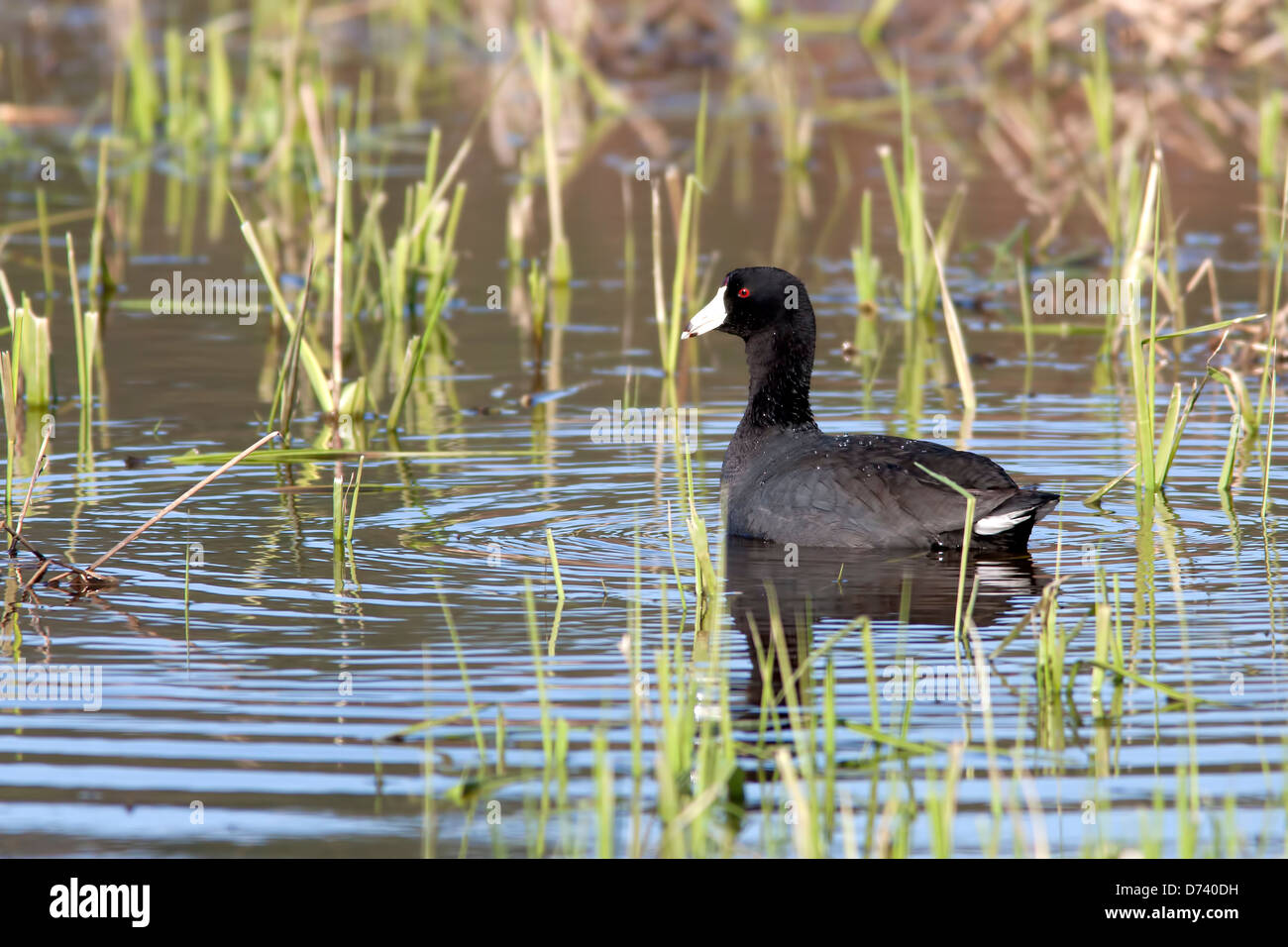 Coot swims in shallow grassy water Stock Photo - Alamy