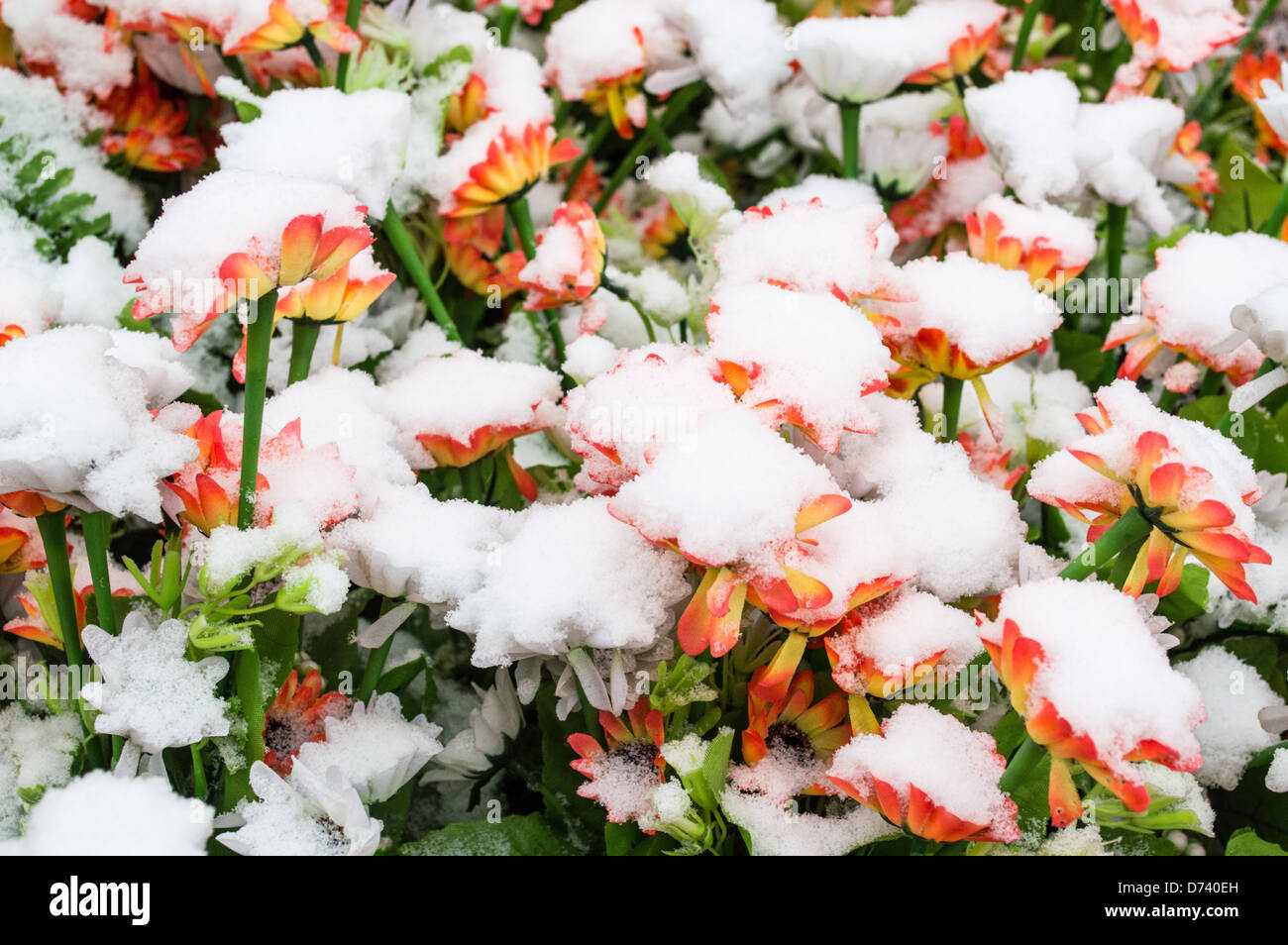 snow on flower winter season in China country Stock Photo - Alamy