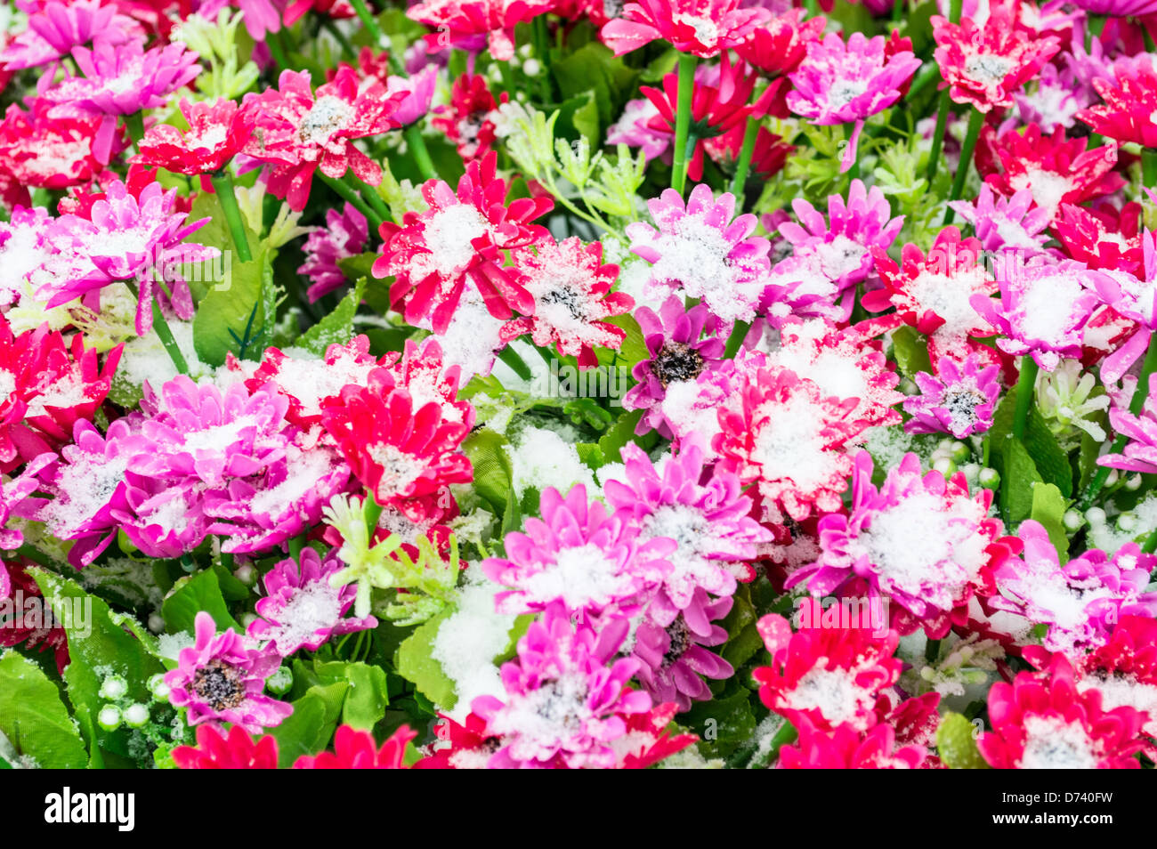 snow on flower winter season in China country Stock Photo - Alamy
