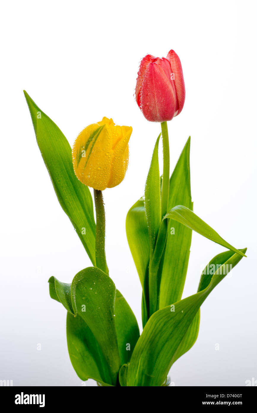 two spring flowers Stock Photo - Alamy