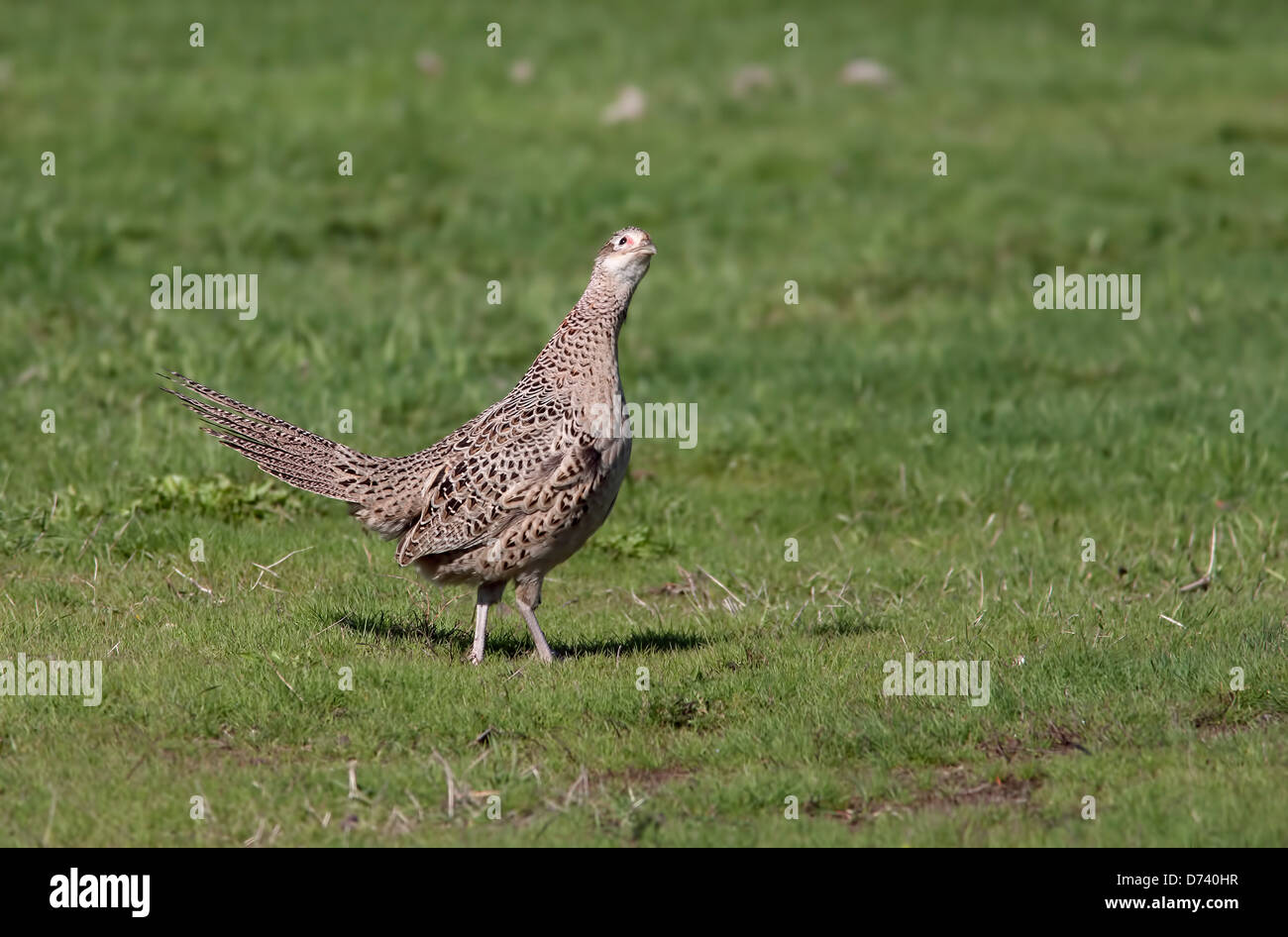 A female ring-necked pheasant in a grass field near Hauser Lake, Idaho ...