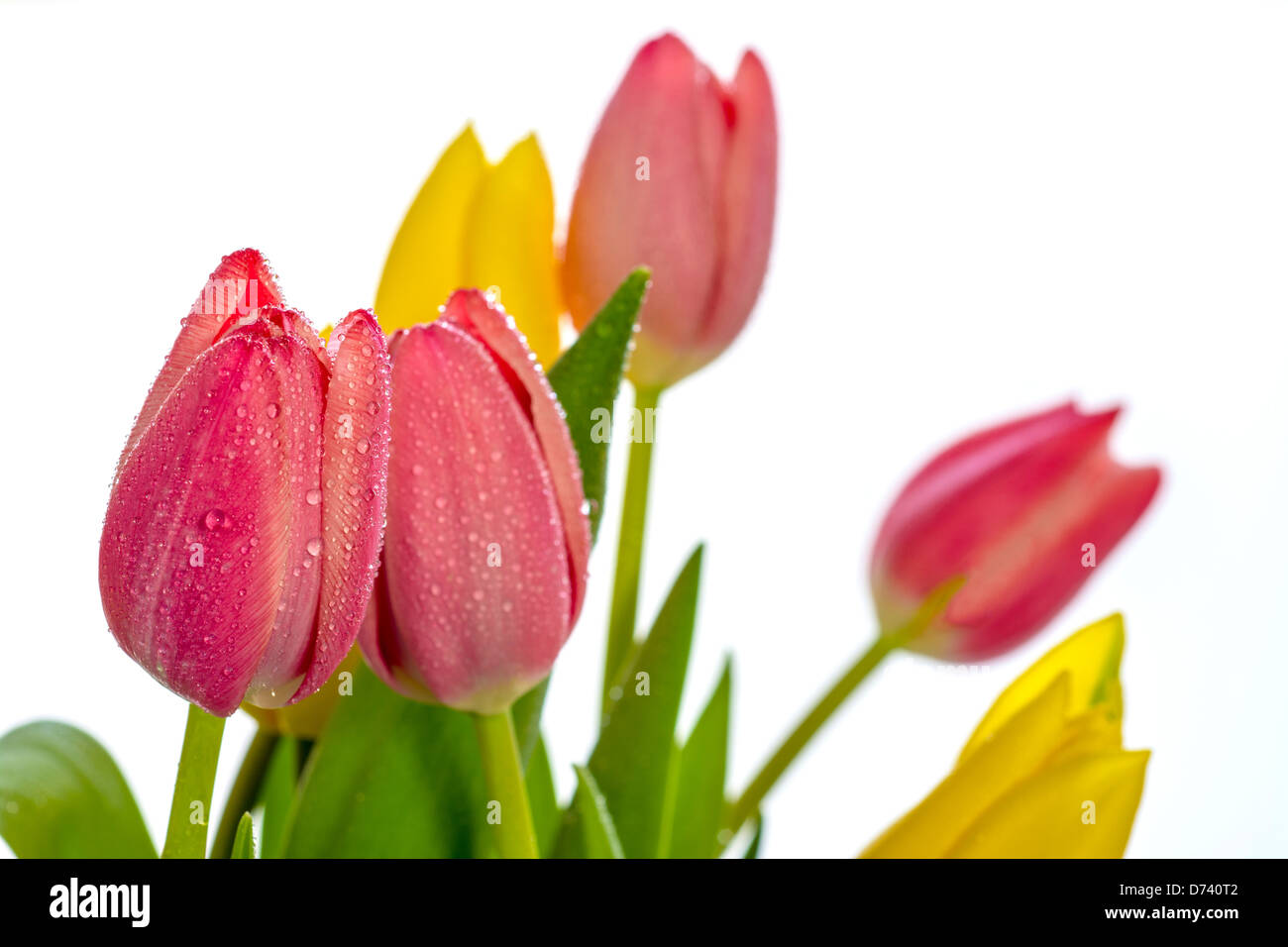 Fresh spring flowers with water drops Stock Photo - Alamy