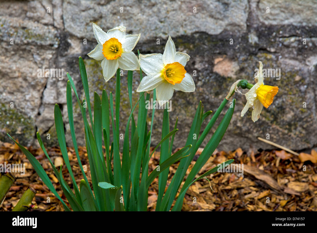 Spring flowers in a garden Stock Photo - Alamy