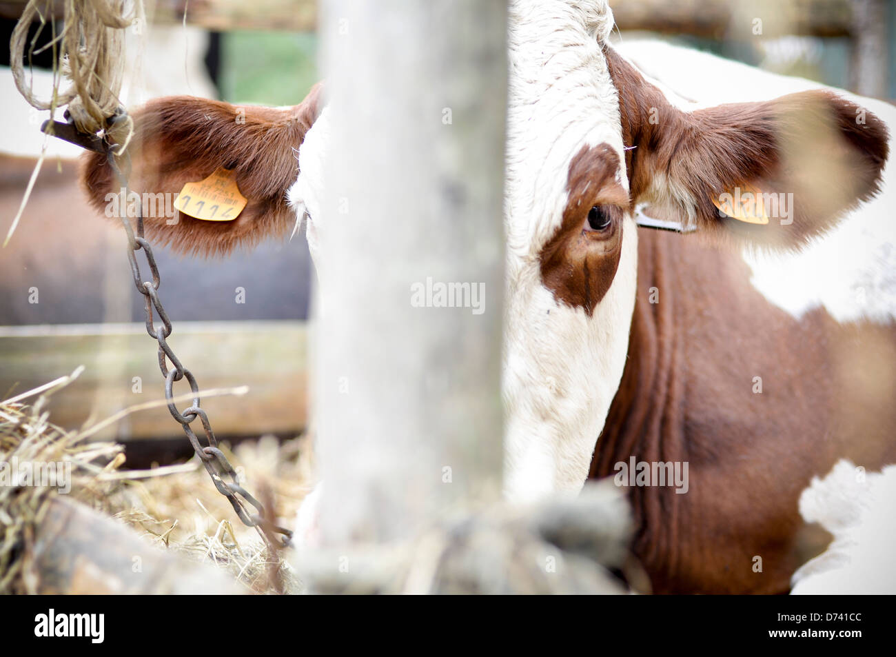 cow on the bio farm Stock Photo - Alamy