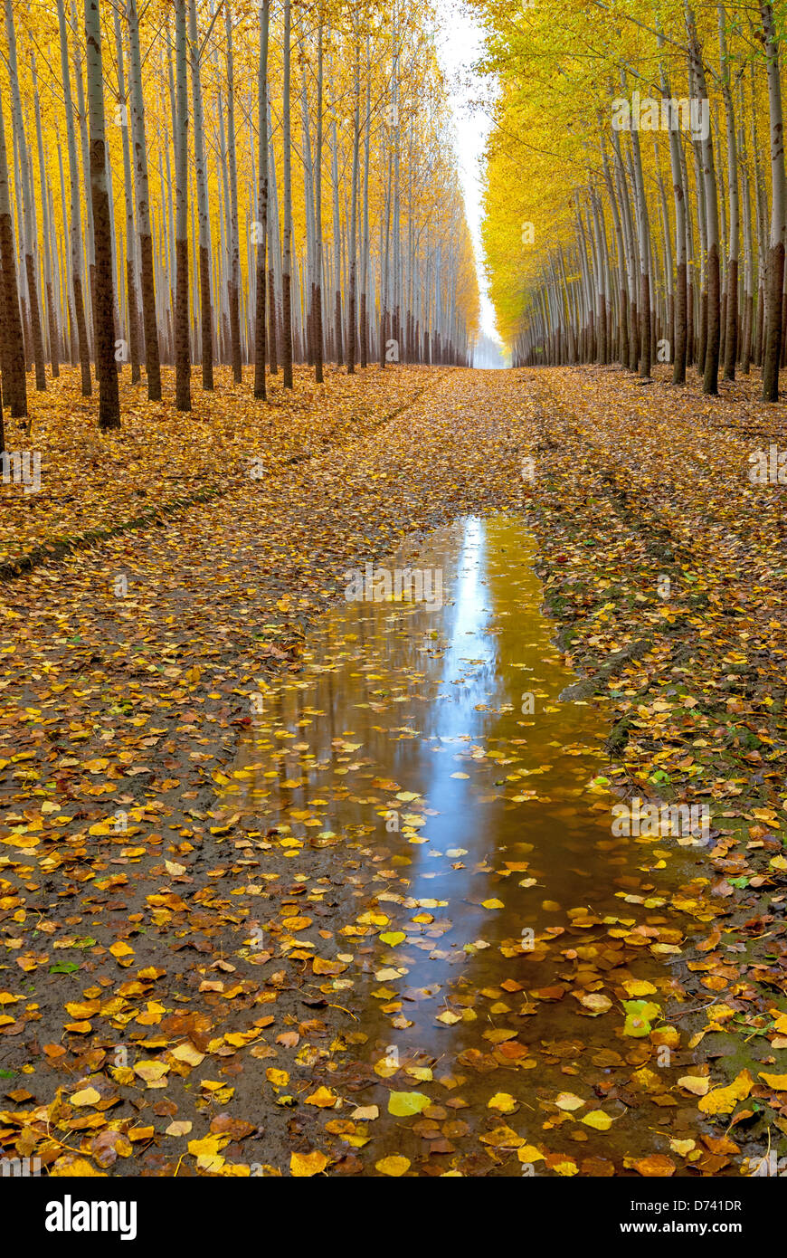 Autumn tree farm with yellow leaves and water puddle Stock Photo - Alamy