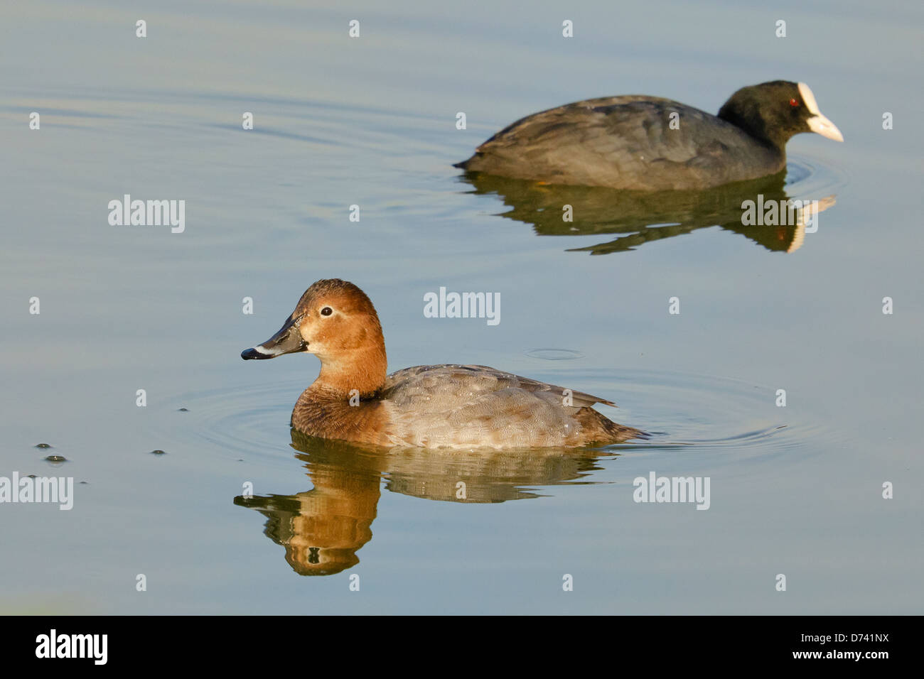 Female Common Pochard (Aythya ferina) with coot in the background Stock ...