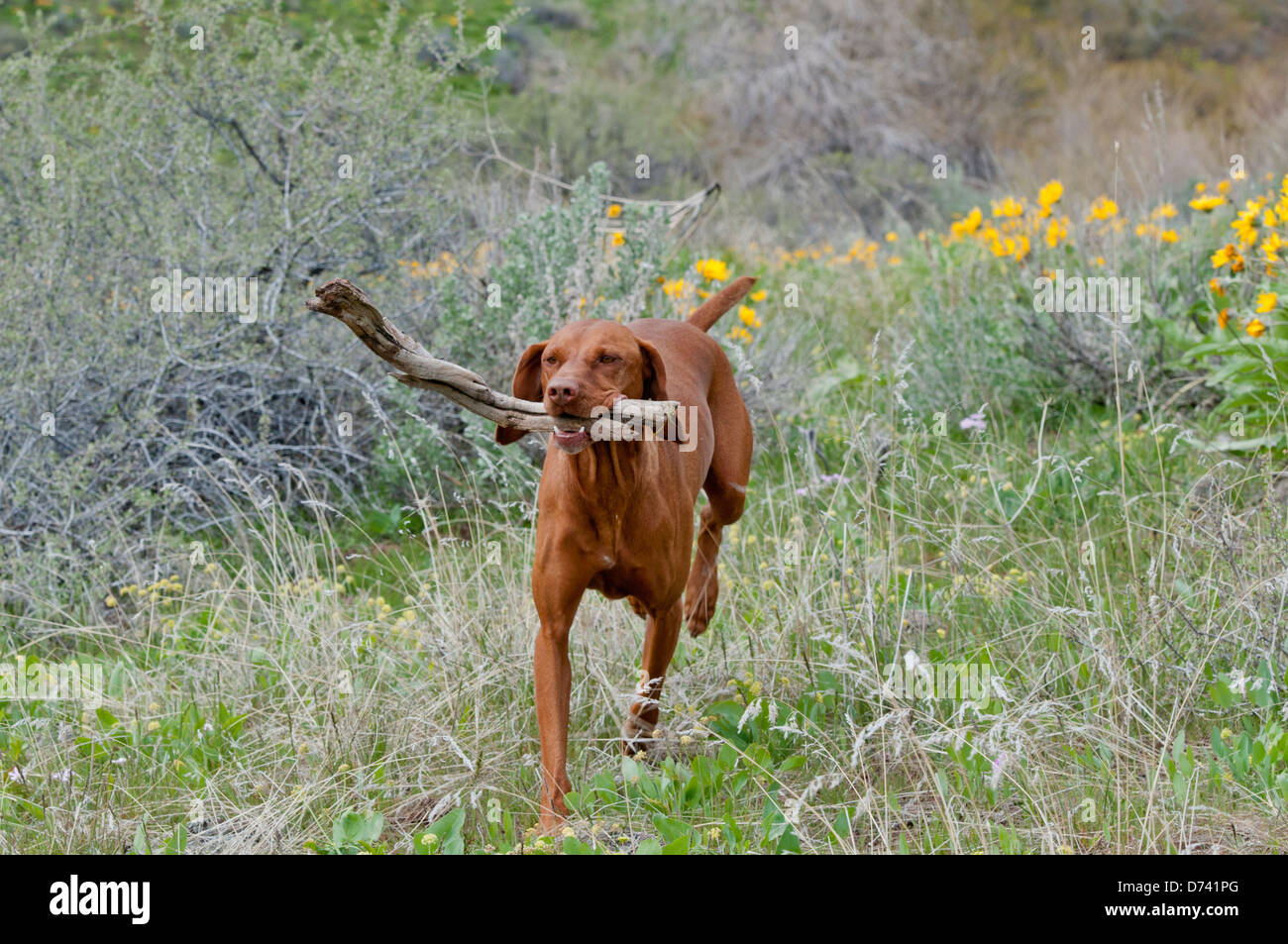 Vizsla retrieving a stick hi-res stock photography and images - Alamy