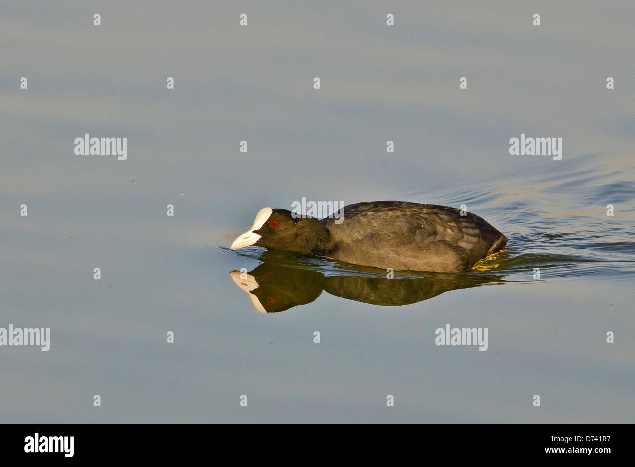 Territorial Coot (Fulica atra Stock Photo - Alamy