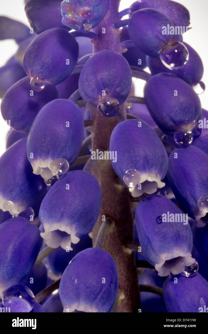 Spring grape hi-res stock photography and images - Alamy