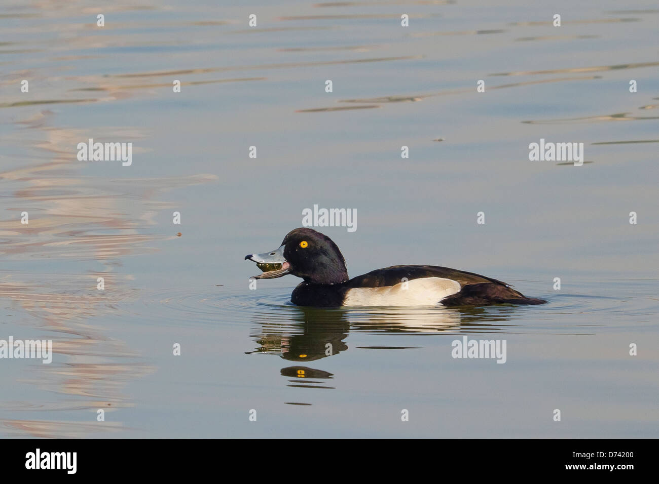 Male Tufted Duck (Aythya fuligula) eating snail Stock Photo - Alamy