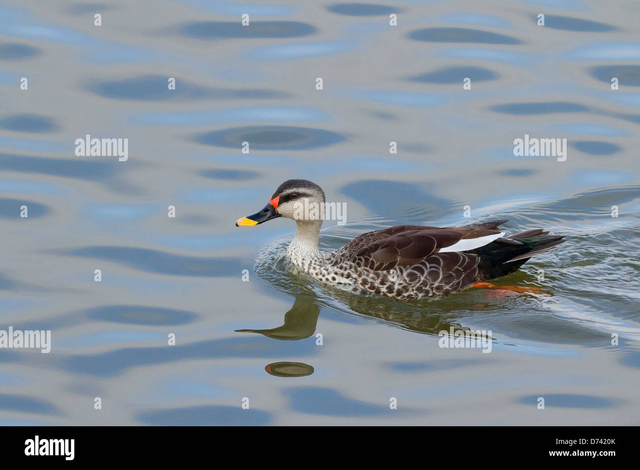 Male Spot-billed Duck or indian spotbill Stock Photo - Alamy