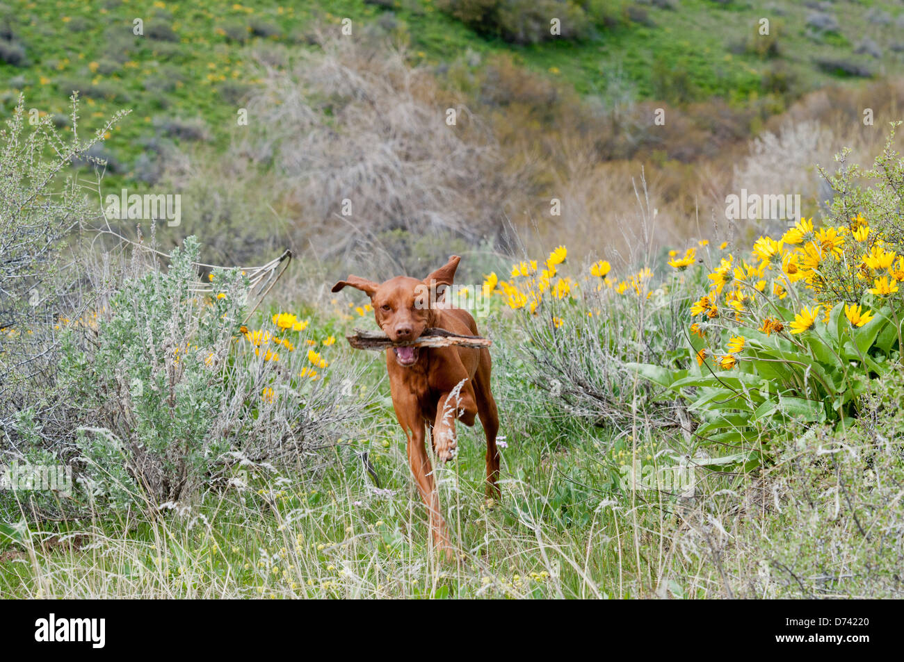 Hungarian Vizsla hunting dog retrieving a stick Stock Photo - Alamy