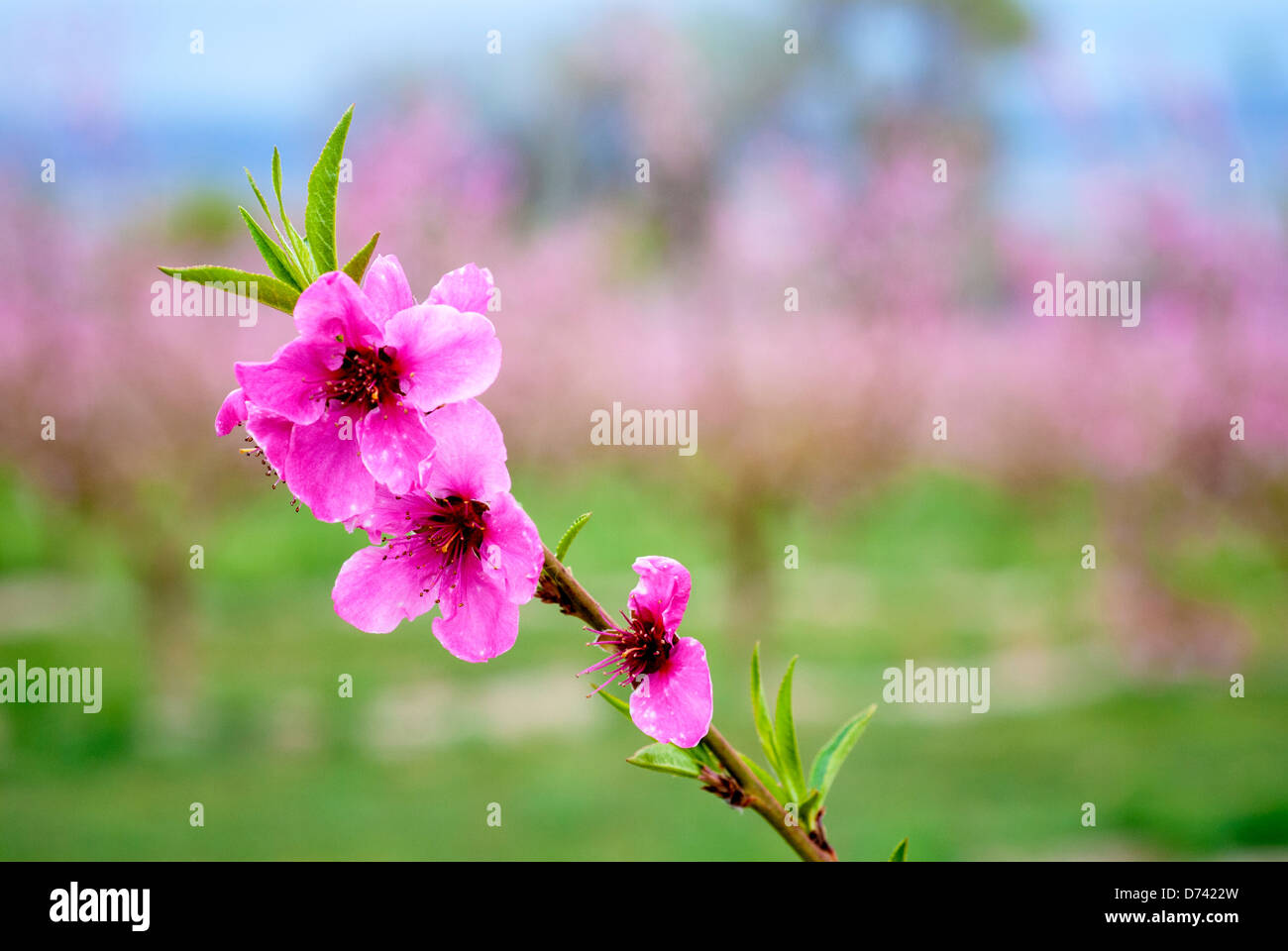 Pink Blooms in a tree limb Stock Photo - Alamy