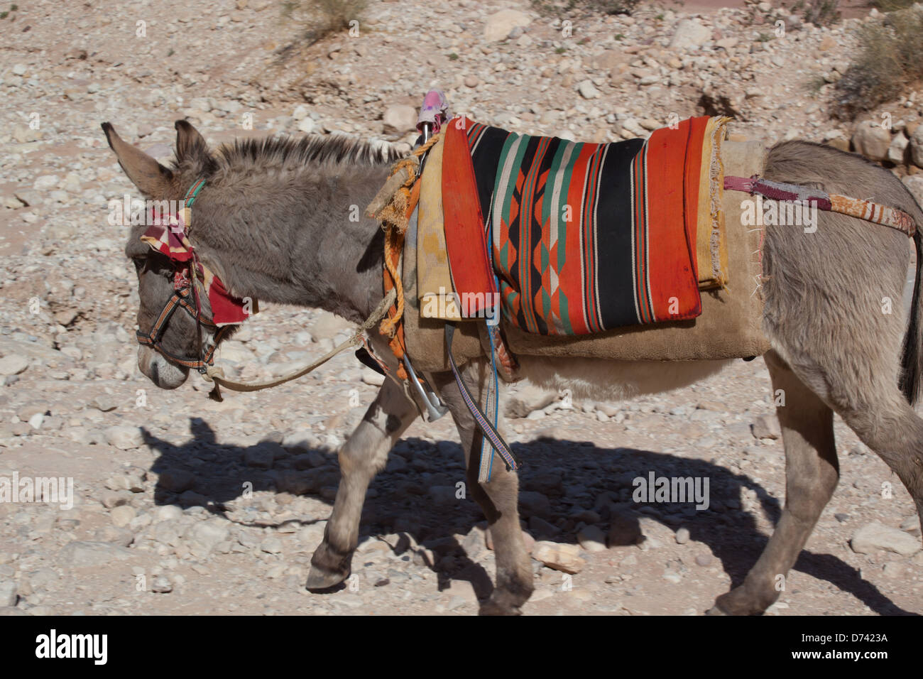 Saddle mule hi-res stock photography and images - Alamy