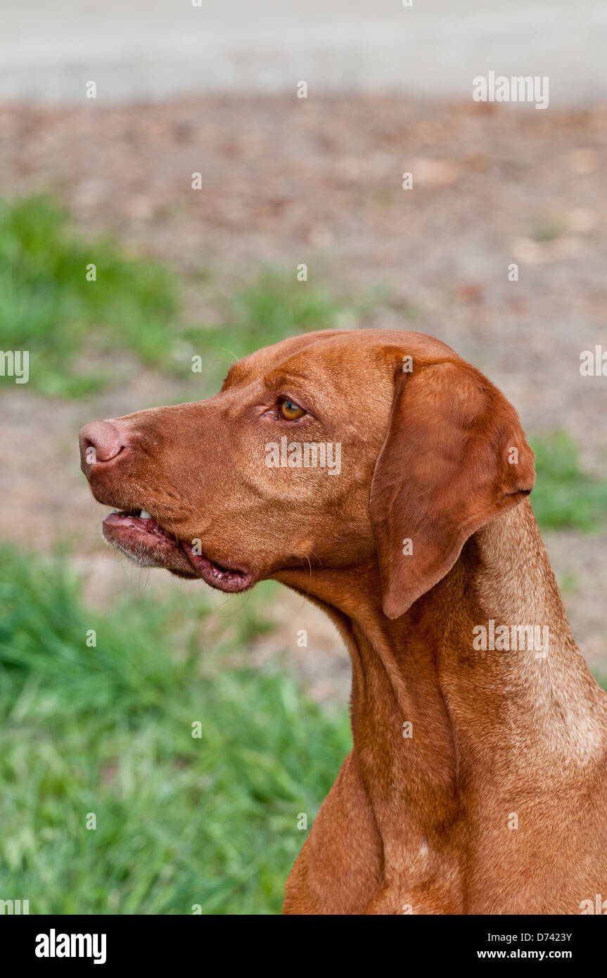 Sporting dog breed hi-res stock photography and images - Alamy