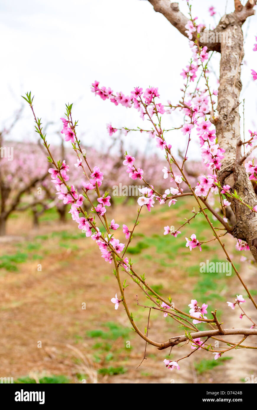 Tree limb flowers hi-res stock photography and images - Alamy