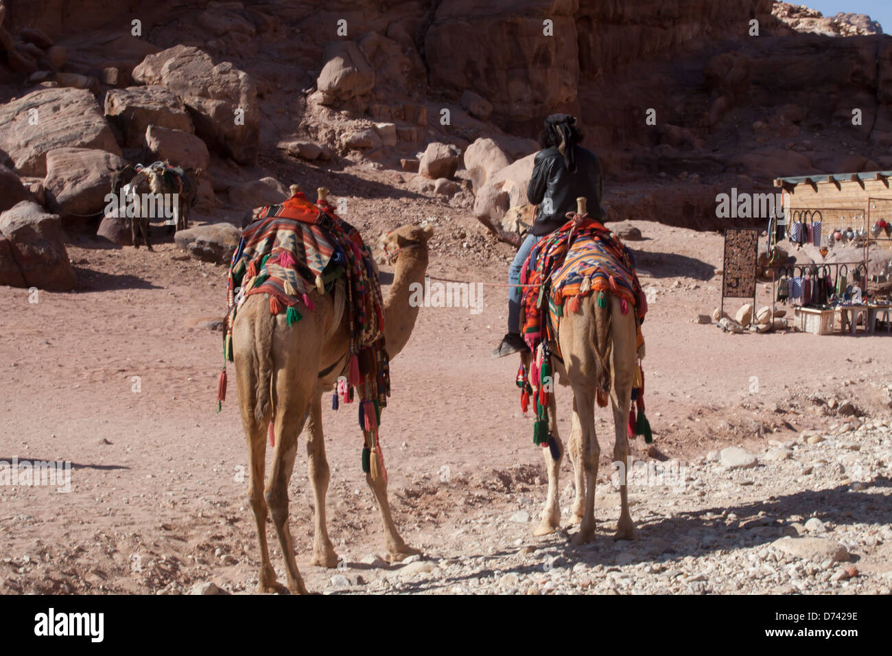 Camel ready for the tourist to ride. From Petra Jordan Stock Photo - Alamy