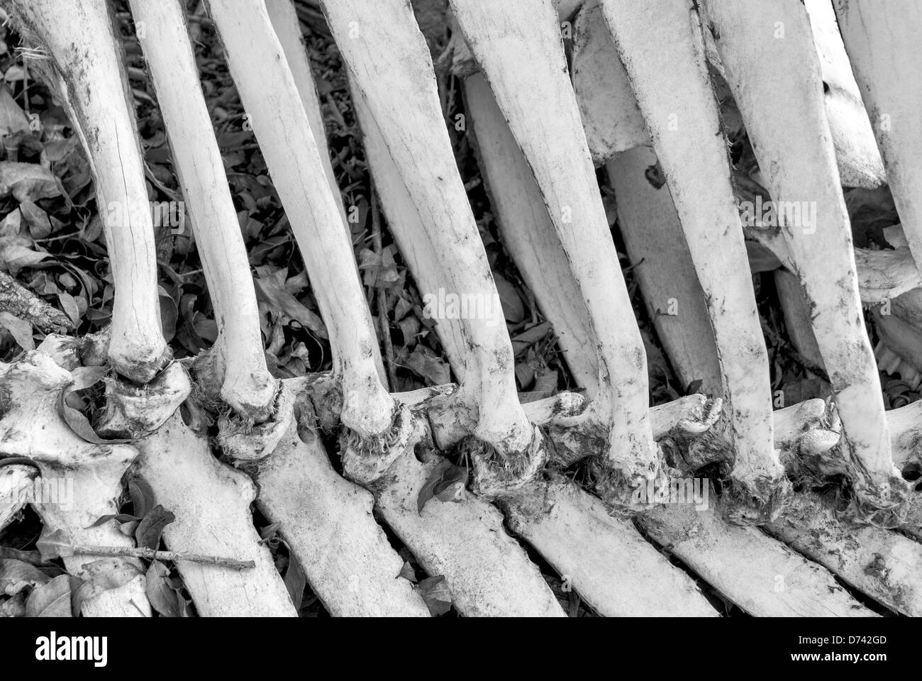 Rib bones hi-res stock photography and images - Alamy