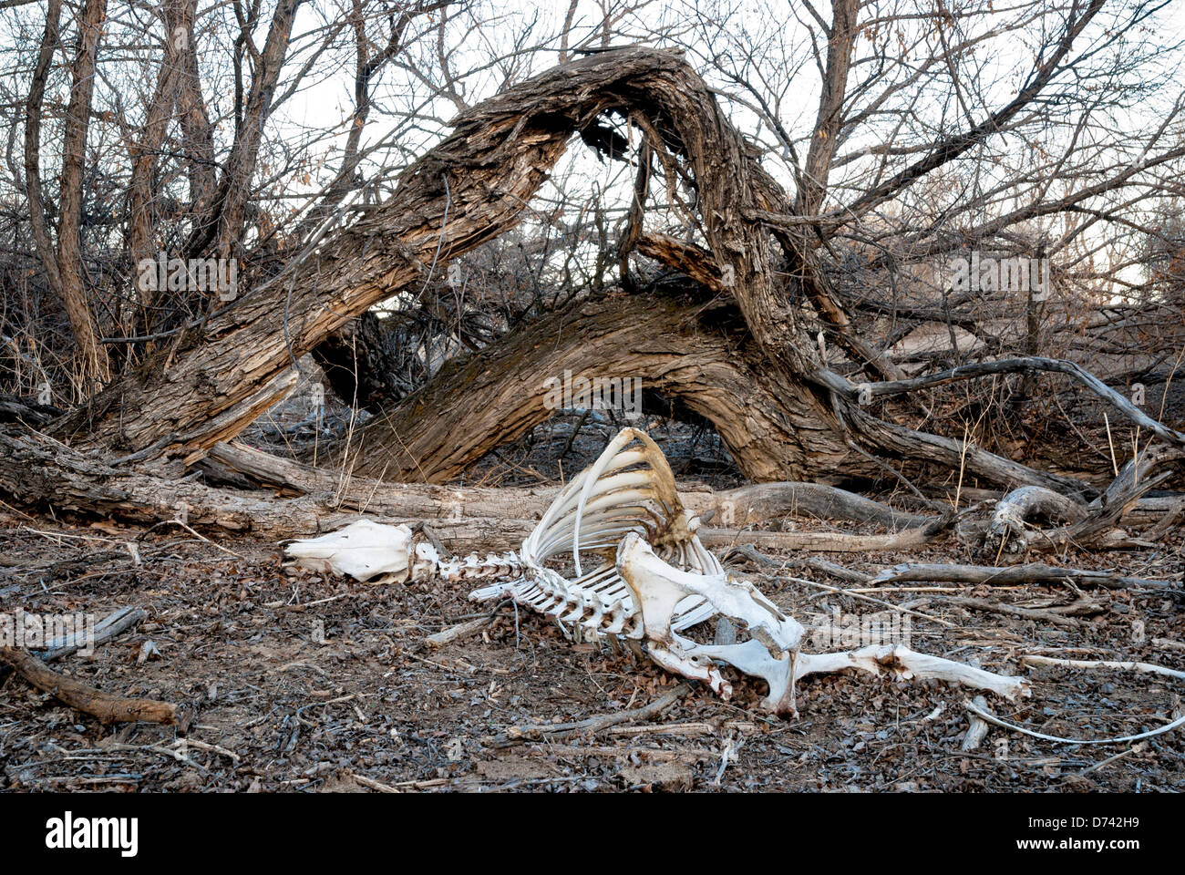 Skeleton on floor hi-res stock photography and images - Alamy