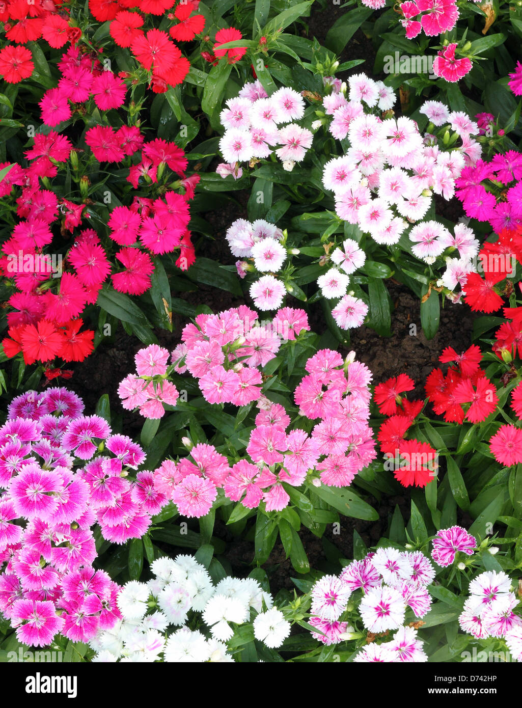 Flowerbed of Dianthus barbatus (Sweet William Stock Photo - Alamy