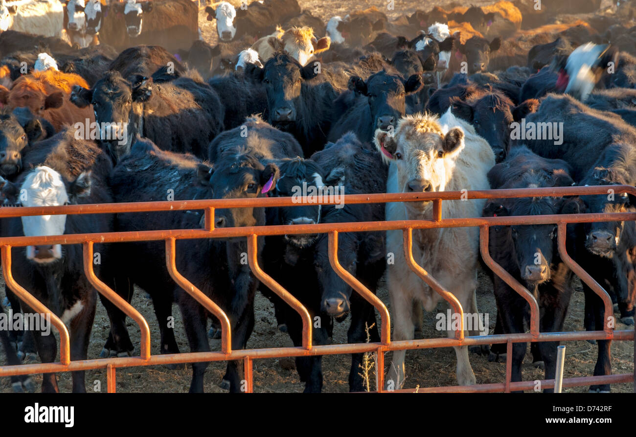 Corral filled with different kinds of cows Stock Photo - Alamy