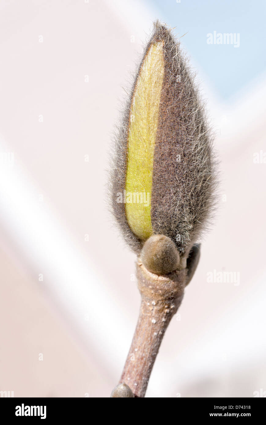 Magnolia bloom ready to open with a flower Stock Photo - Alamy
