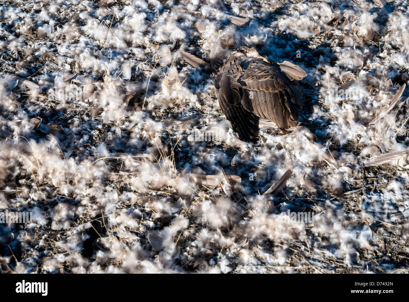 Pile of feathers and a bird wing Stock Photo - Alamy