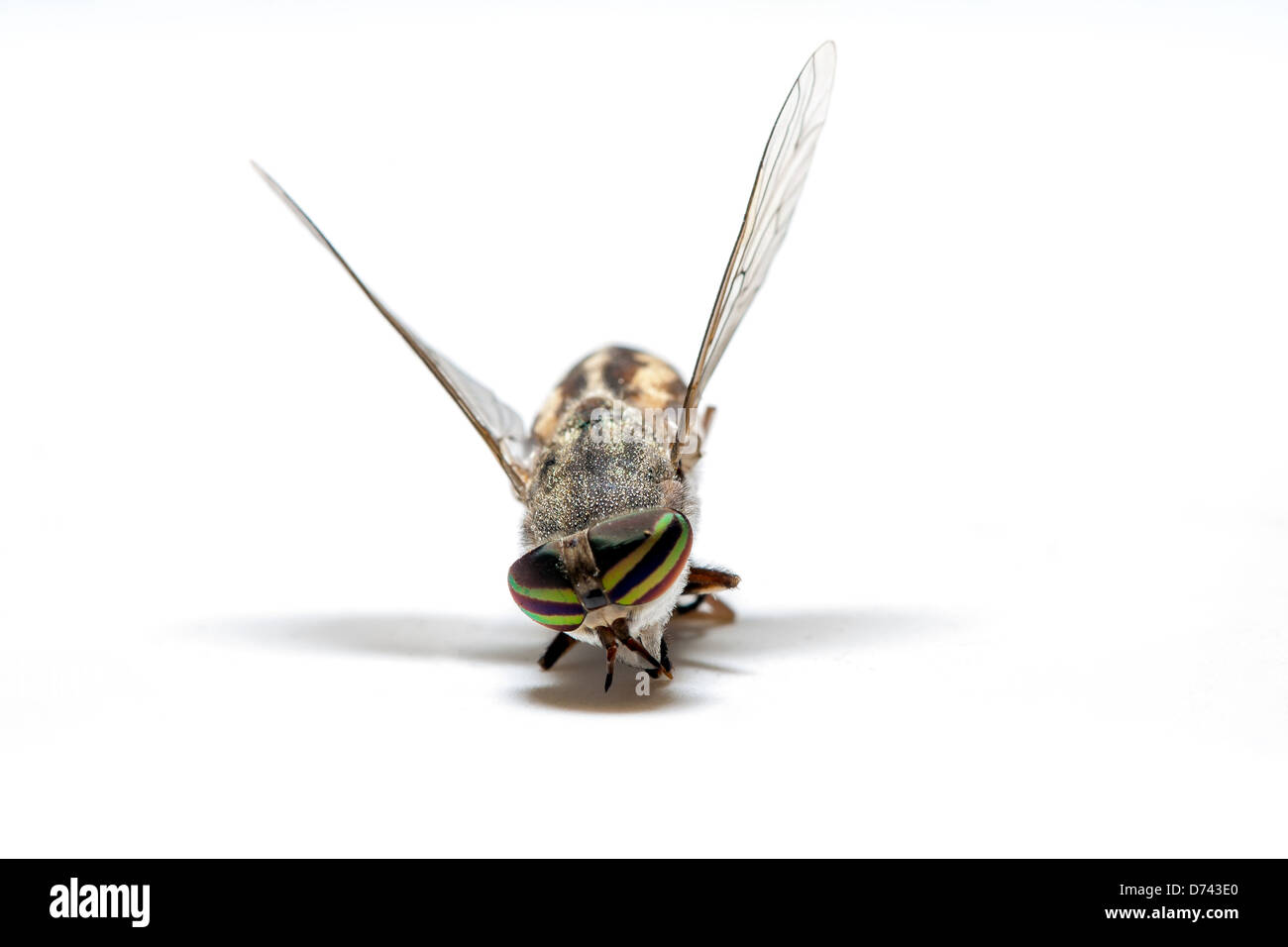 Insect with Colorful head Stock Photo - Alamy