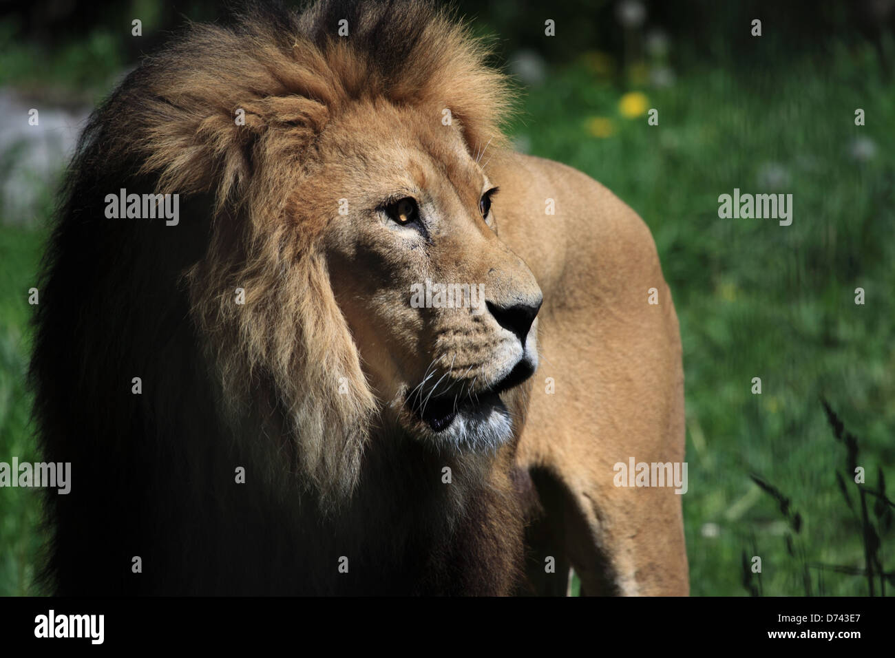 Male lion mane hi-res stock photography and images - Alamy