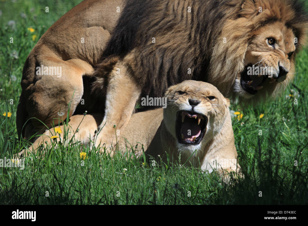 Lions mating hi-res stock photography and images - Alamy